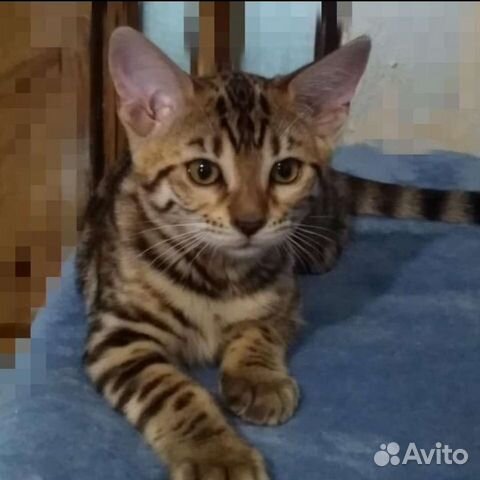 Бенгальская кошка