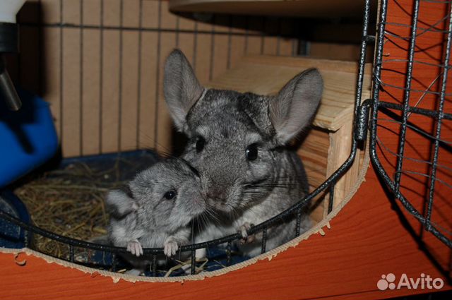 Шиншилленок маугли