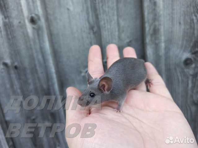 Ручные декоративные мыши самочки