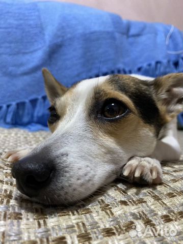 Вязка, той фокстерьер