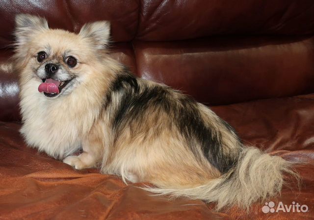 Отдам собаку в добрые руки