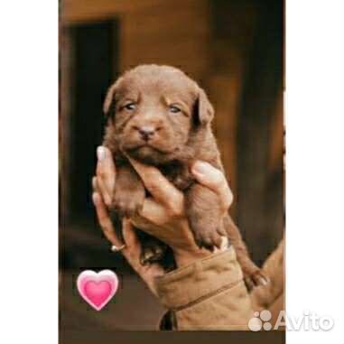 Щенок маленькая девочка 1 месяц