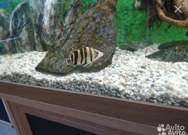 Тигровый окунь