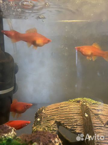 Меченосцы рубин