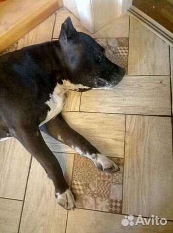 Стаффордширский терьер