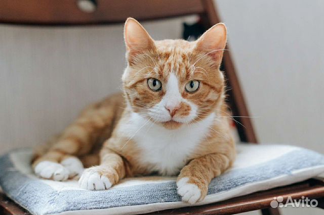Кот Виконт