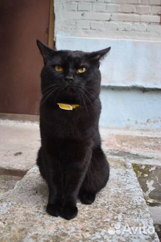 Гигантский черный кот Тимофей