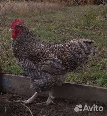 Петух Доминант 1,5 года