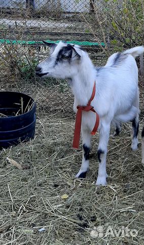 Зааненская коза