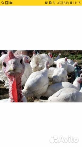 Индюки домашние