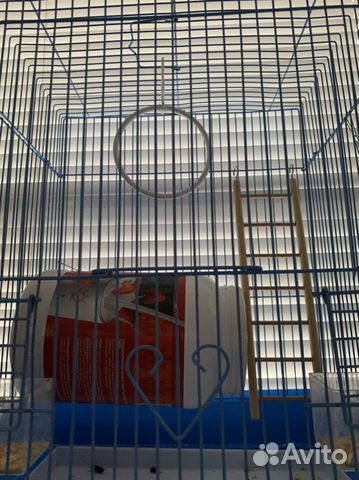 Крыса с клеткой