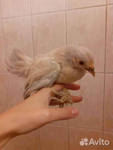 Мильфлёр пара и петушки