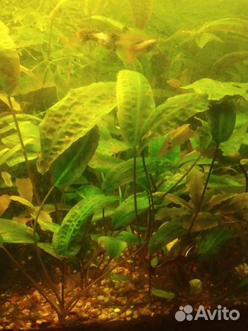Аквариумное растение