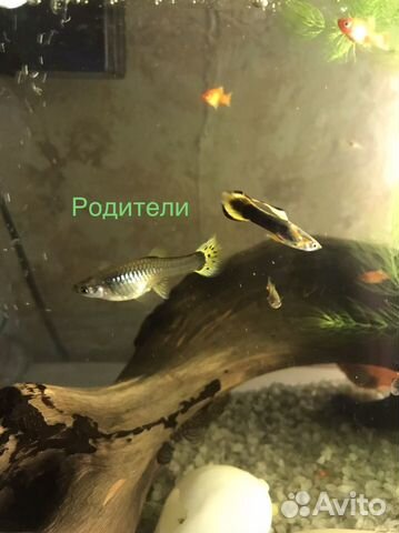 Обменяю мальков гуппи и пецилий