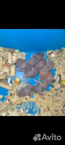 Хомяки кемпебелла