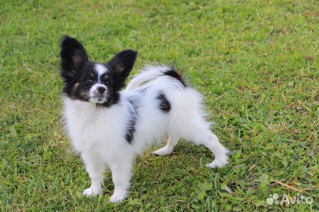 Трехцветный мальчик