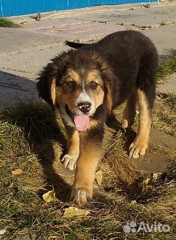 SOS потерялся щенок