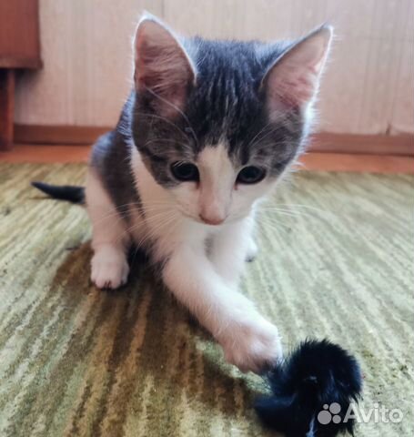 Котенок девочка