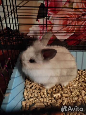 Декоративные кролики