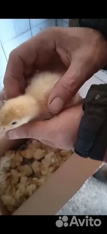 Цыплята Индюшата индюшка (1-2 суток)