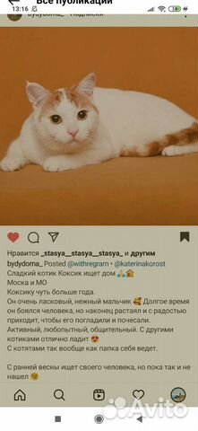 Бело-рыжий красавец на удачу
