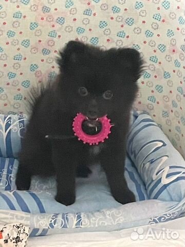 Немецкий шпиц