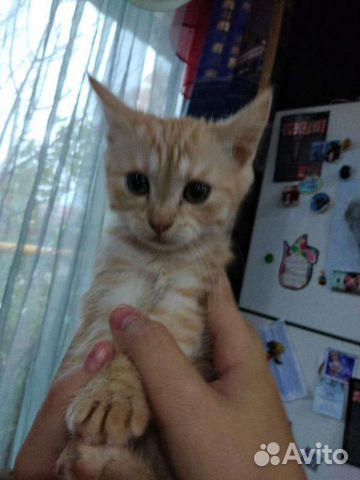 Кошка в дар