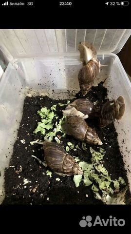 Улитки ахатины отдам