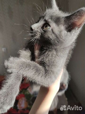 Котенок 2 месяца в хорошие руки