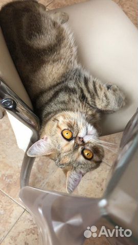 Кошечка экзотическая