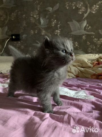 Котенок мальчик