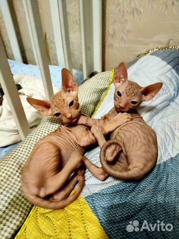Канадский сфинкс котята
