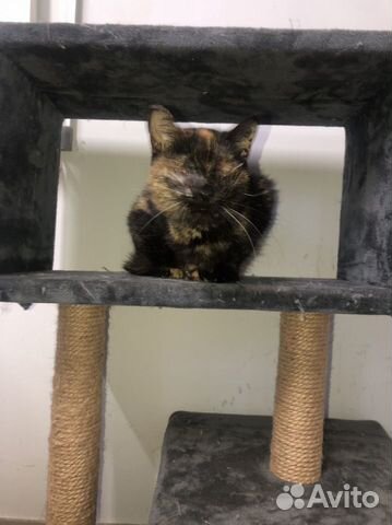 Спасите от усыпления