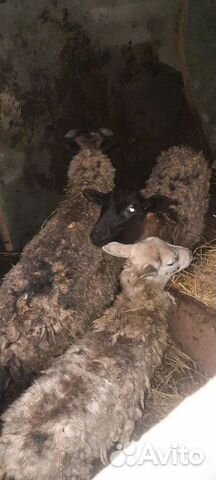 Овцы бараны козочка