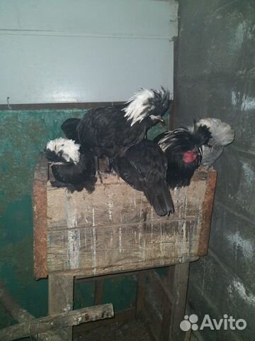 Куры петухи