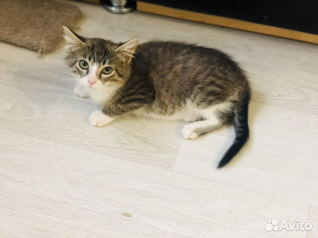 Котенок 2,5 месяца в добрые руки
