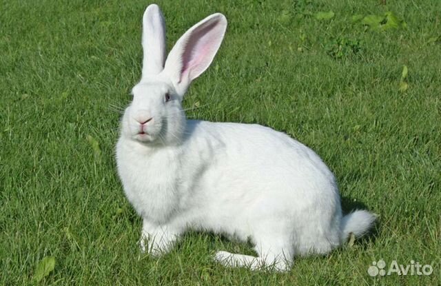 Кролики и нутрии