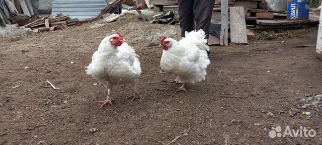 Бройлеры кобб 500, арбор, росс308