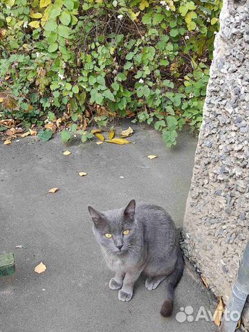 Молодой кот