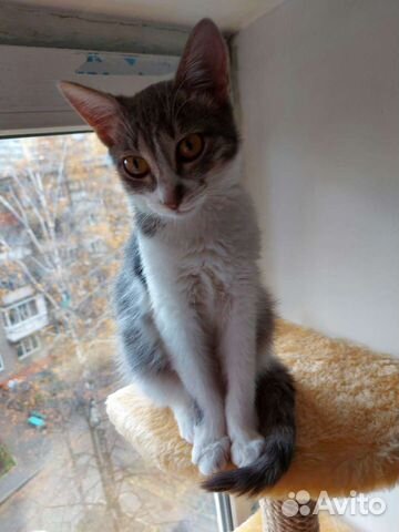 Котенок в дар 3 месяца девочка привезу