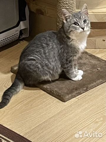 Котёнок пушистик дымчатый