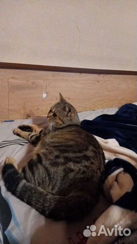 Домашние животные кошки