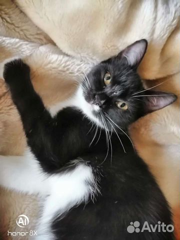 Нотка