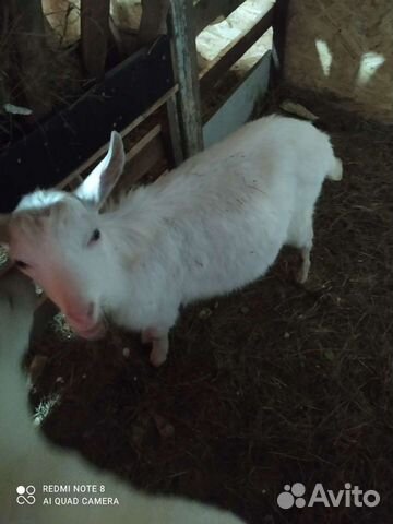 Козлики и козочка