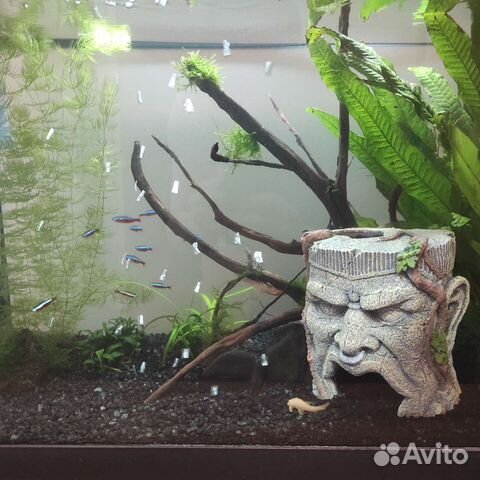 Аквариумные рыбки бесплатно