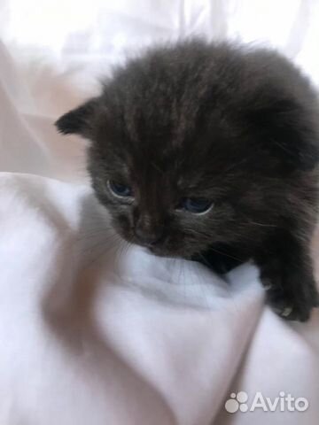 Резерв котёнка