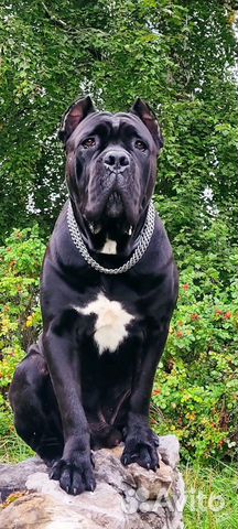 Iceberg black ice (кобель)