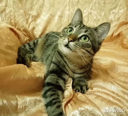 Ласковая кошка в приюте