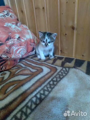 Котенок в шорошие руки 2 месяца