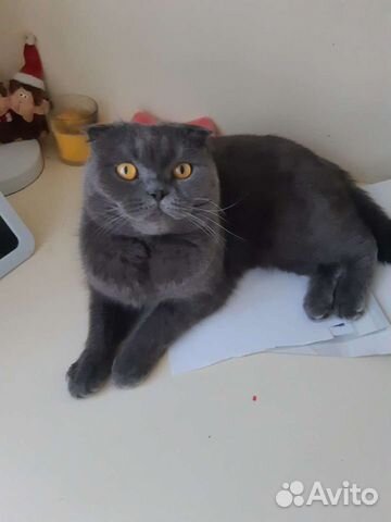 Шотландская вислоухая кошка